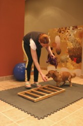 Balance and Coordination Exercises for Dogs | Toronto Dog Rehab
