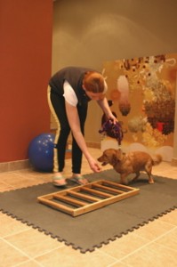 Balance and Coordination Exercises for Dogs | Toronto Dog Rehab